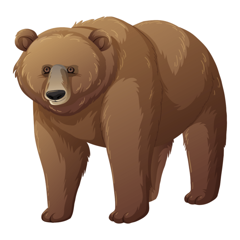 Bear - Beginner Level - Reading Passages