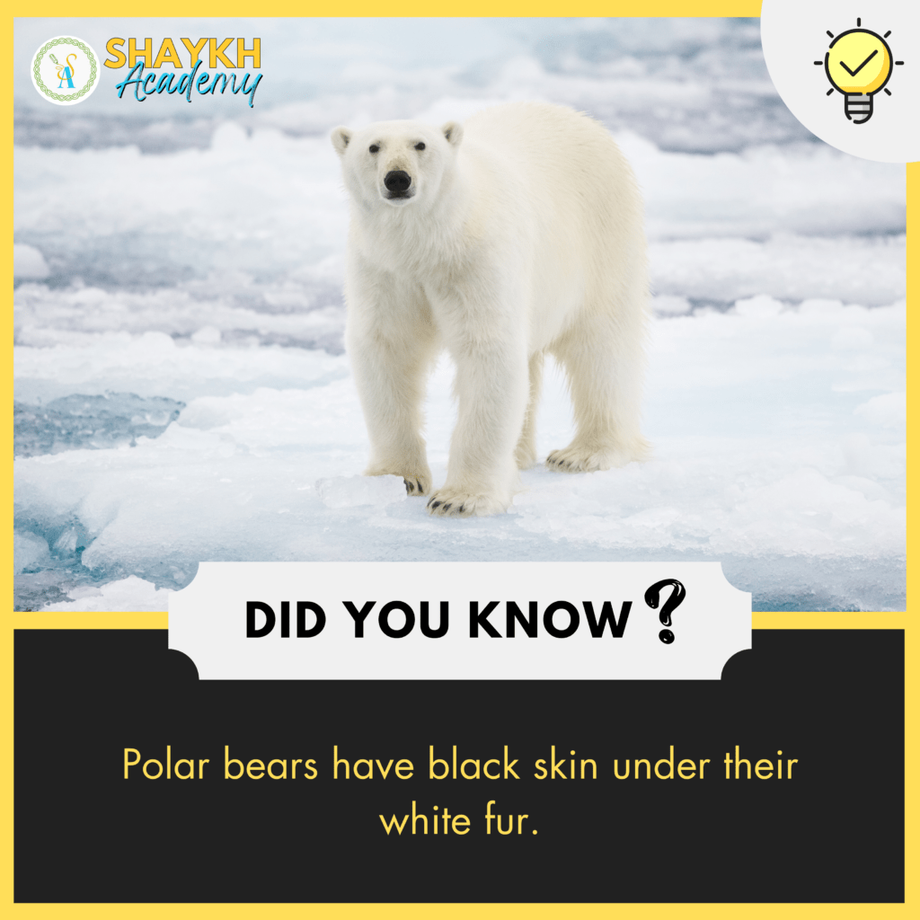 Did you Know? Polar bears have black skin under their white fur