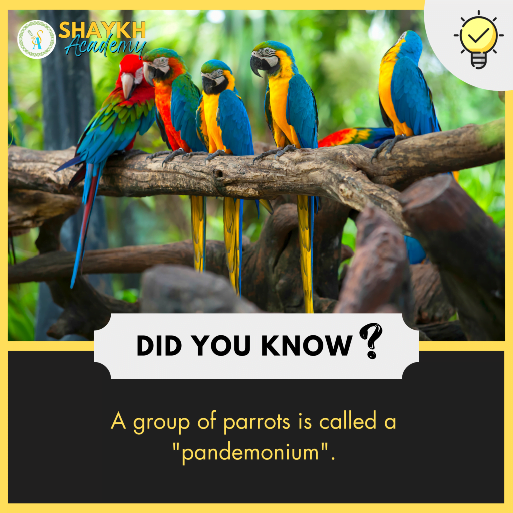 Did you Know? A group of parrots is called a "Pandemonium"